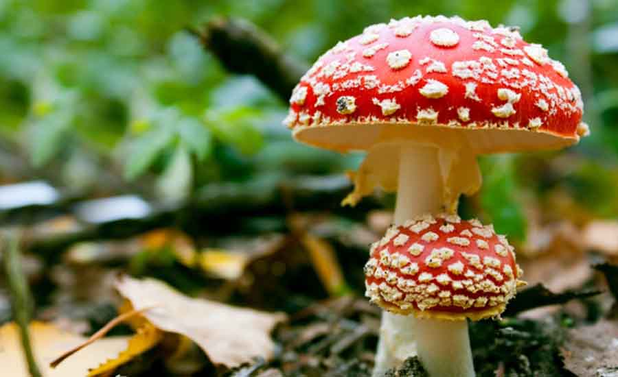 जङ्गली च्याउ खाएर ६ को मृत्यु | Janjati Khabar